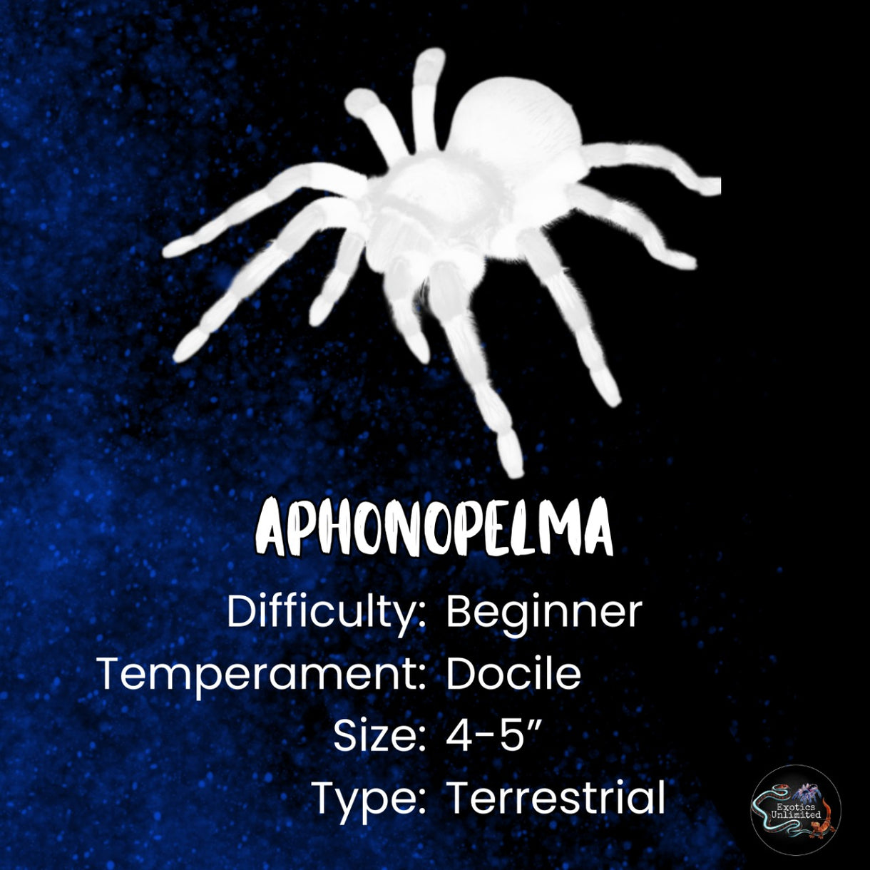 Aphonopelma seemanni (Costa Rican Zebra, Stripe Knee Tarantula ...