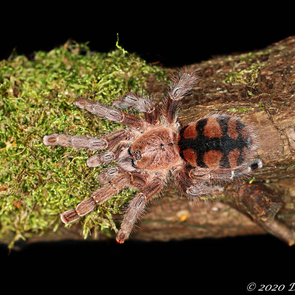 New World Tarantulas – Exotics Unlimited
