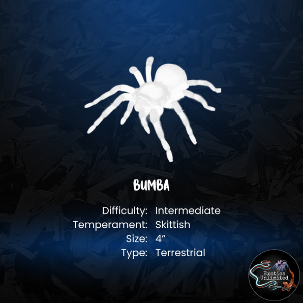 Confirmed Female & Male Tarantulas – Exotics Unlimited