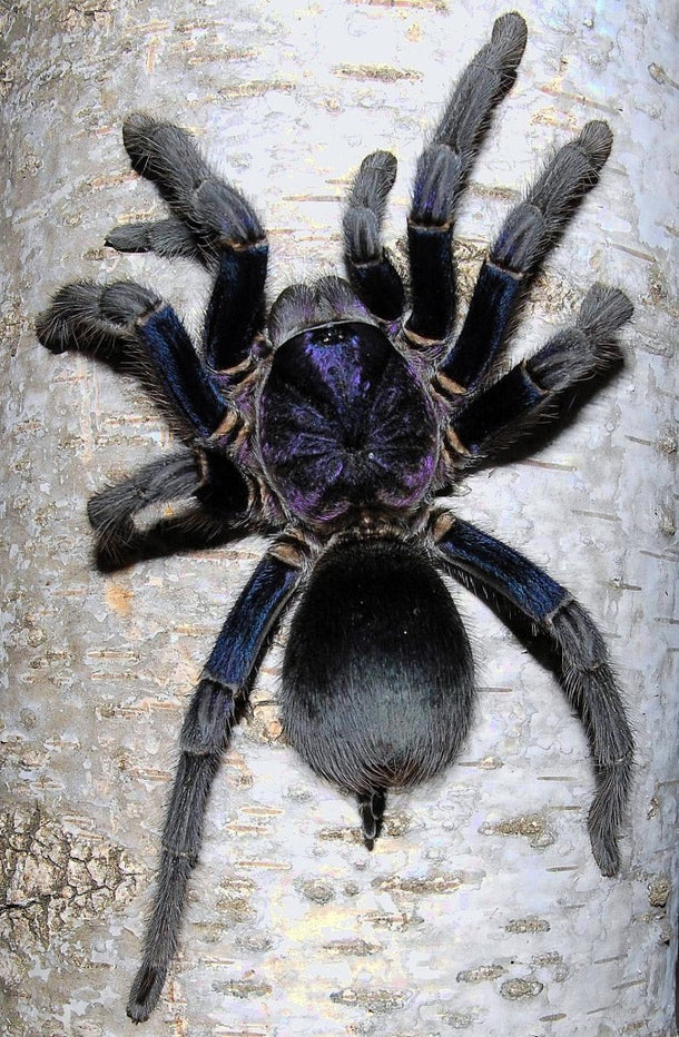 Phormictopus sp. 'Dominican Purple' Tarantula – Exotics Unlimited