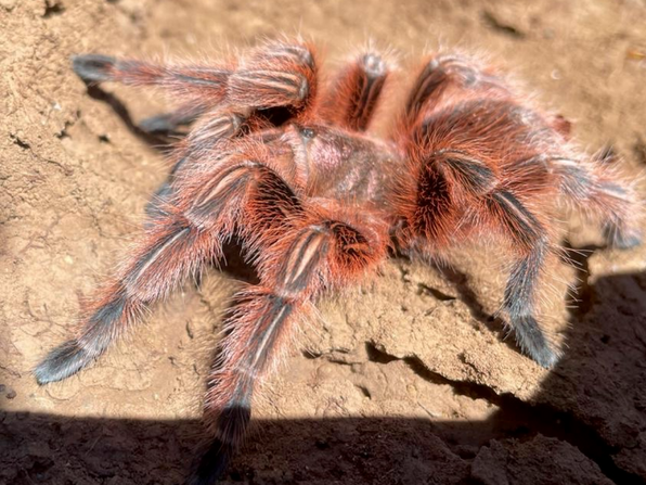 Tarantulas for Sale | Exotics Unlimited