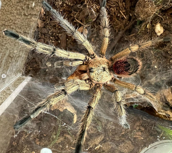 Rare Species – Exotics Unlimited