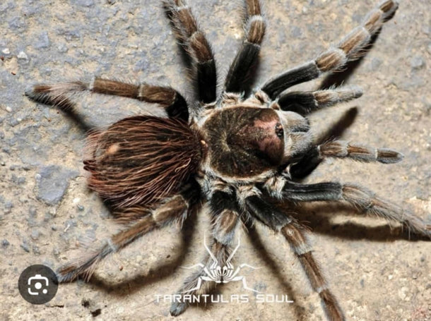 Lasiodorides sp. 'Adobe' Tarantula **NEW SPECIES** – Exotics Unlimited