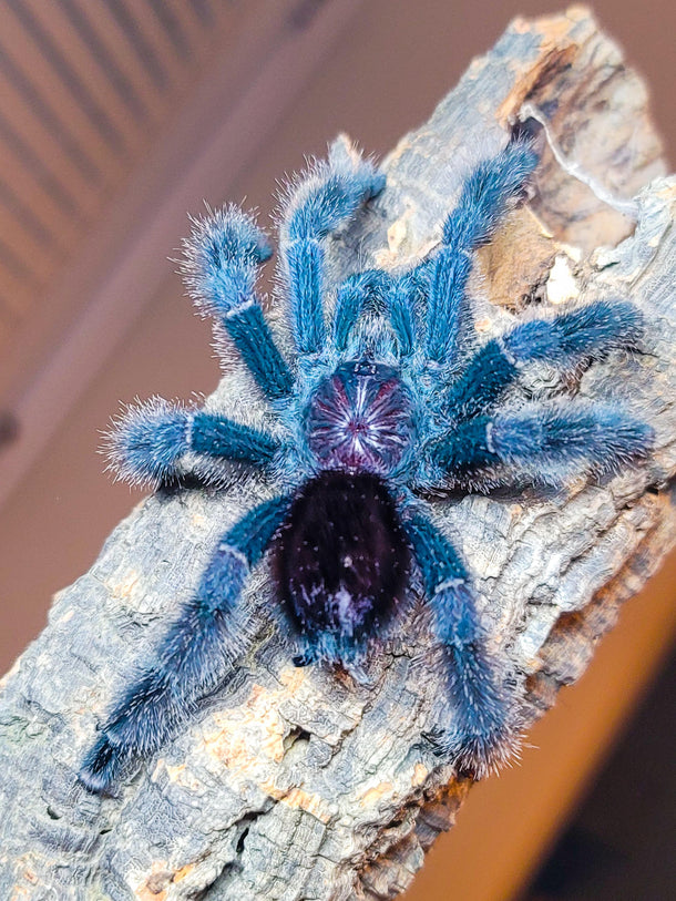 Avicularia variegata 'Amazonicamanus' Tarantula – Exotics Unlimited