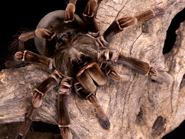 Theraphosa stirmi (Burgundy Bird Eater Tarantula) – Exotics Unlimited